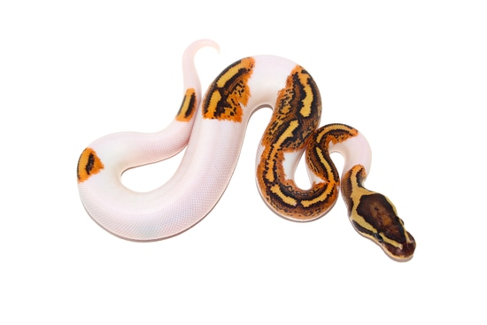 YB Fire Leopard Pied Ball Python by PetroGenetics