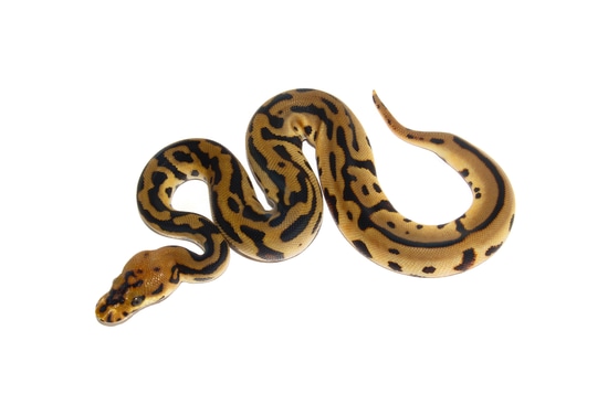Batman Ball Python by PetroGenetics