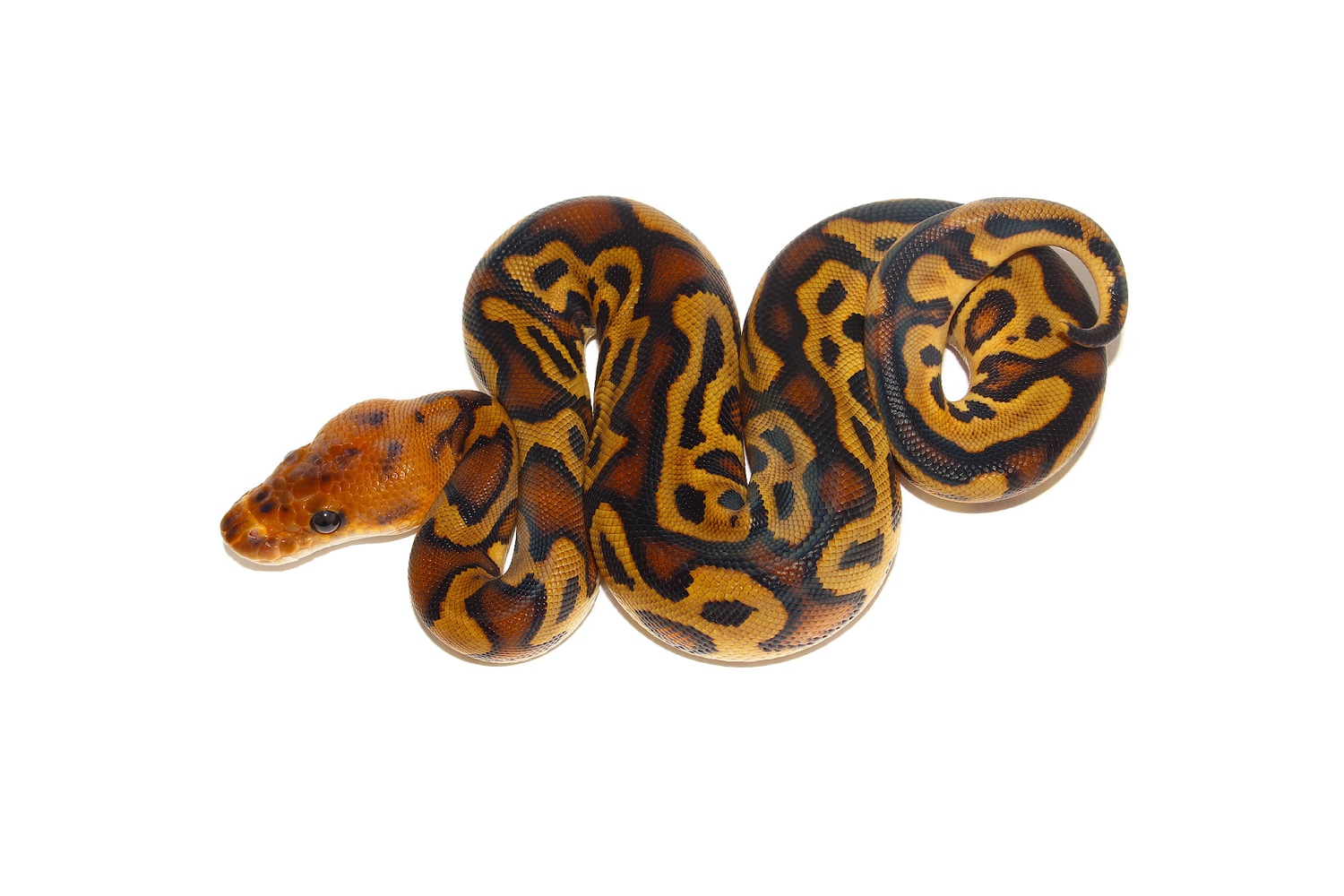 Cypress Leopard Clown Ball Python by PetroGenetics - MorphMarket