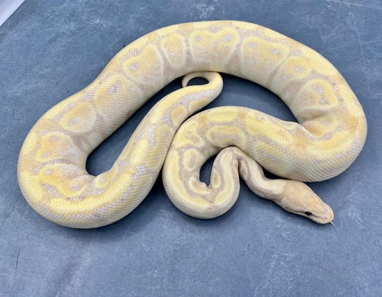 (Adult) Super Banana Ball Python by PetroGenetics