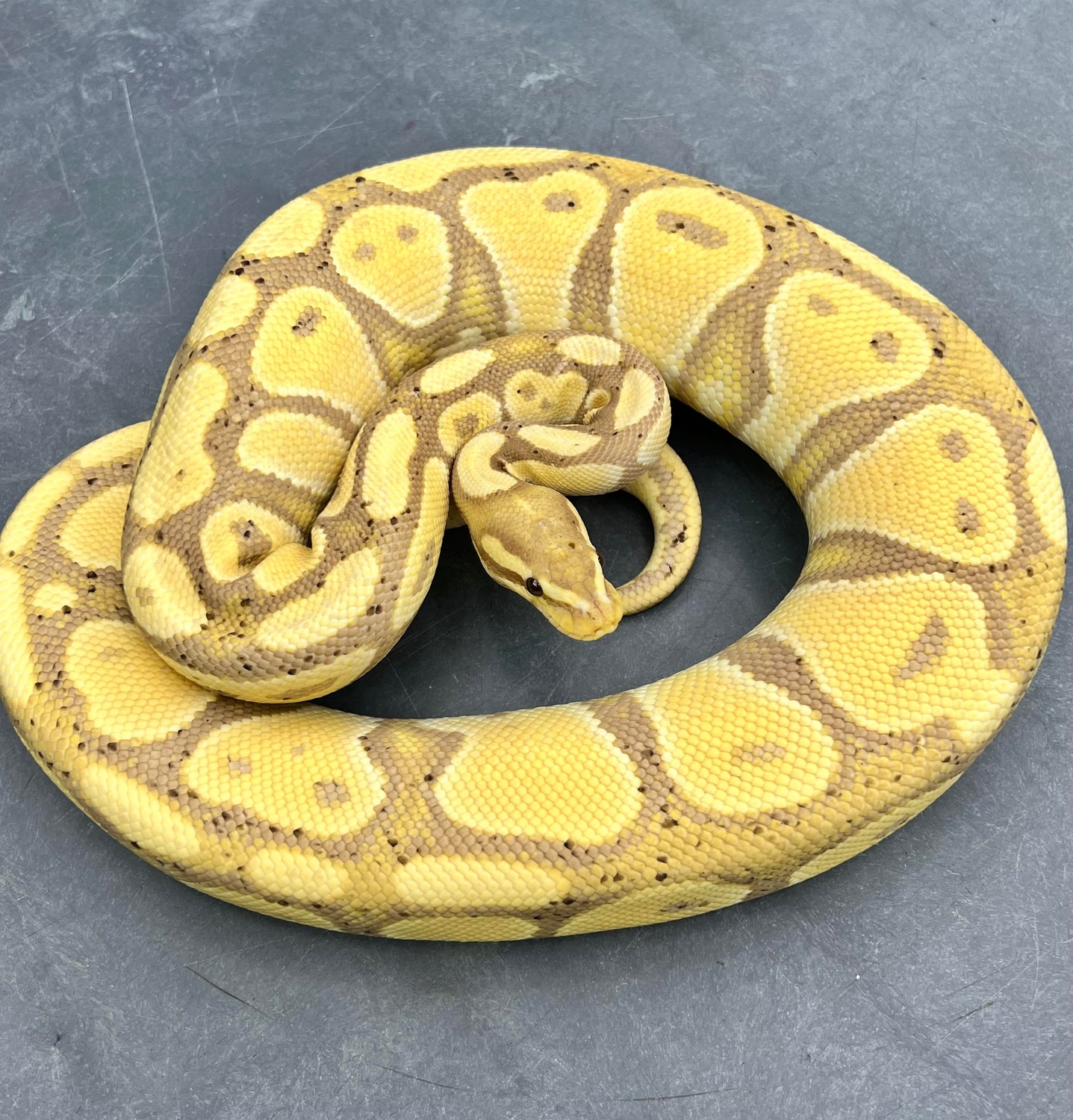 (Adult) Banana Ball Python by PetroGenetics - MorphMarket