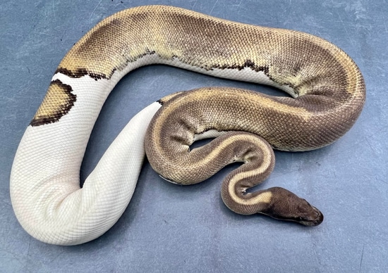 (Adult) Mojave Pied Ball Python by PetroGenetics