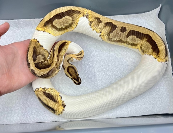(Adult) Fire Leopard Pied Ball Python by PetroGenetics