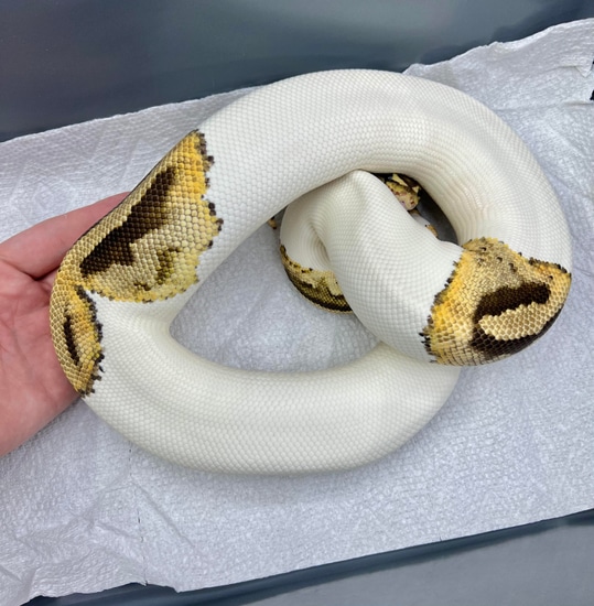 (Adult) Fire Pied Ball Python by PetroGenetics