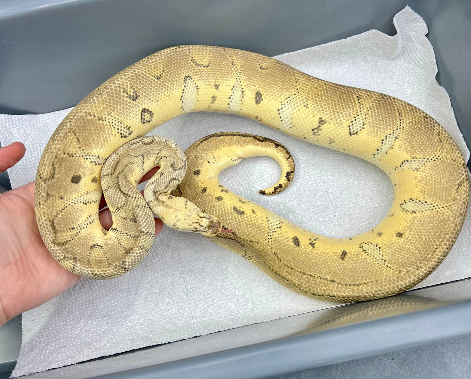 (Adult) Super Pastel Clown Ball Python by PetroGenetics - MorphMarket