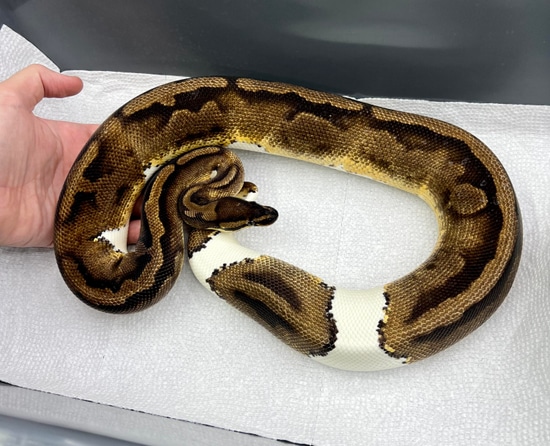 (Adult) Pied Ball Python by PetroGenetics
