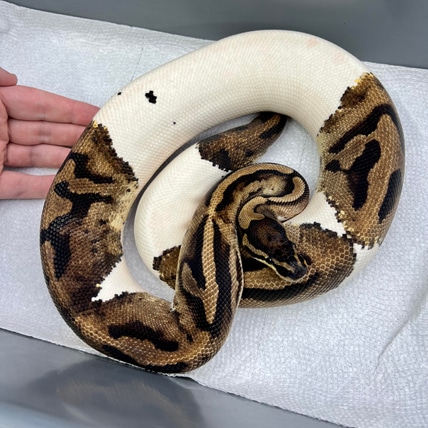 PetroGenetics - MorphMarket