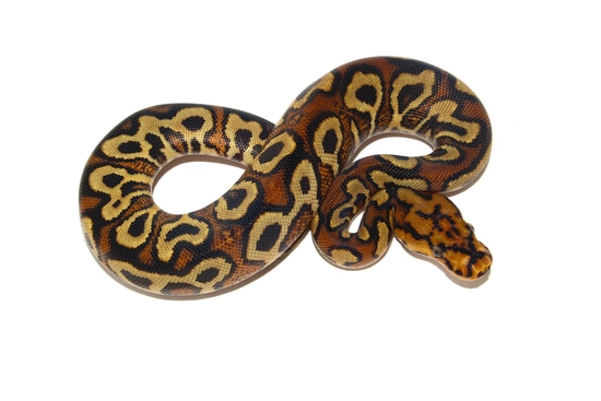 RedStripe Spotnose YB (GHI) Clown Ball Python by PetroGenetics