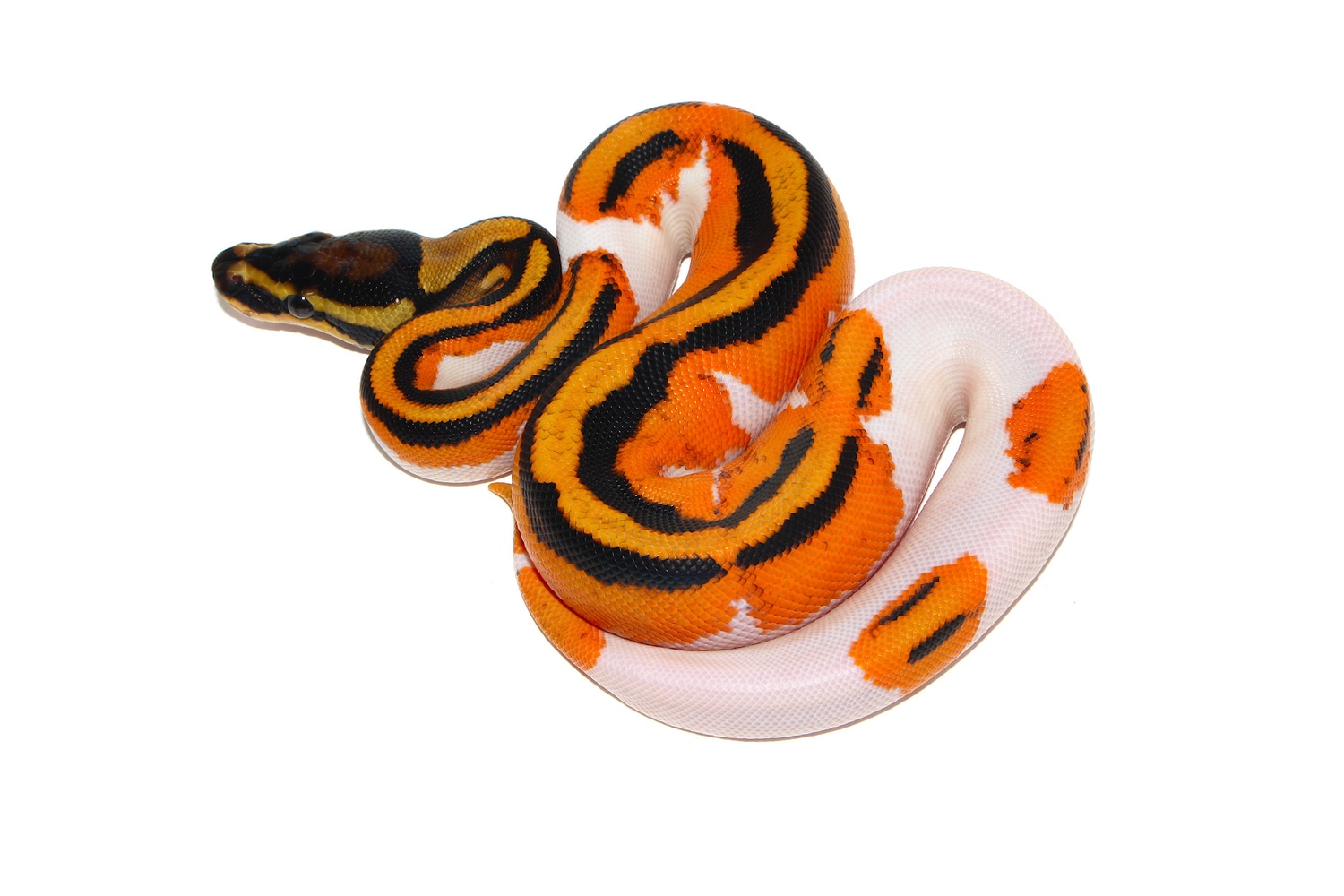 ODYB Pied Ball Python by PetroGenetics - MorphMarket
