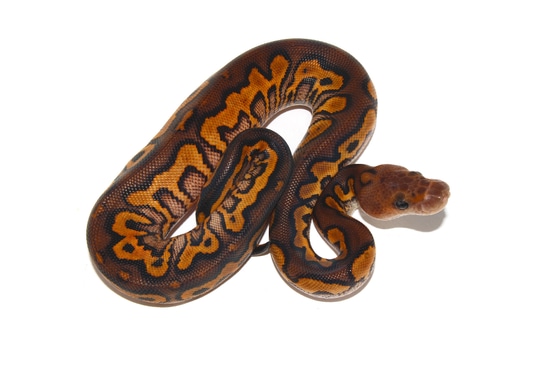 Black Pastel Redstripe Gravel/YB Clown Ball Python by PetroGenetics