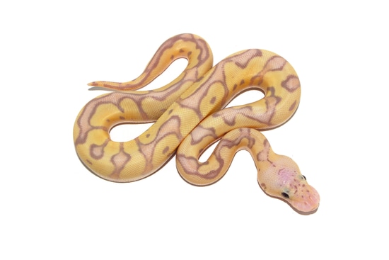 Banana Firefly Clown Ball Python by PetroGenetics