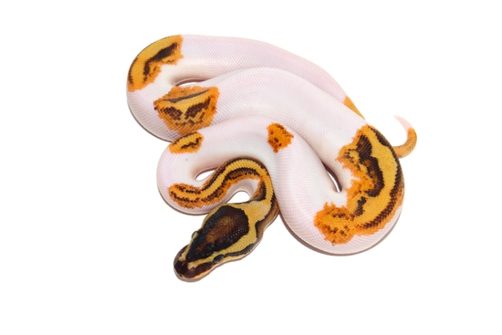 Yellowbelly Fire Pied Ball Python by PetroGenetics