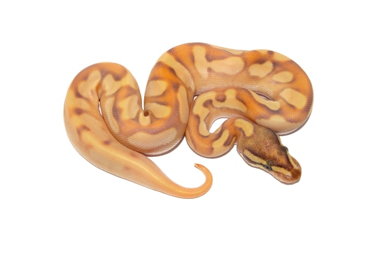 OD Enchi Calico Mojave Fire PH Hypo Ball Python by PetroGenetics