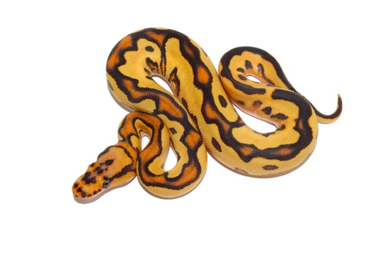 Super ODYB Fire Clown Ball Python by PetroGenetics
