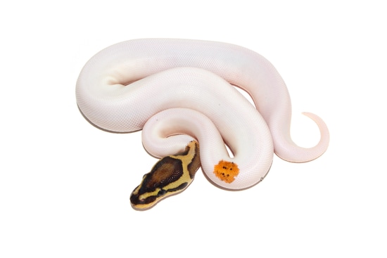 Yellowbelly Fire Pied Ball Python by PetroGenetics