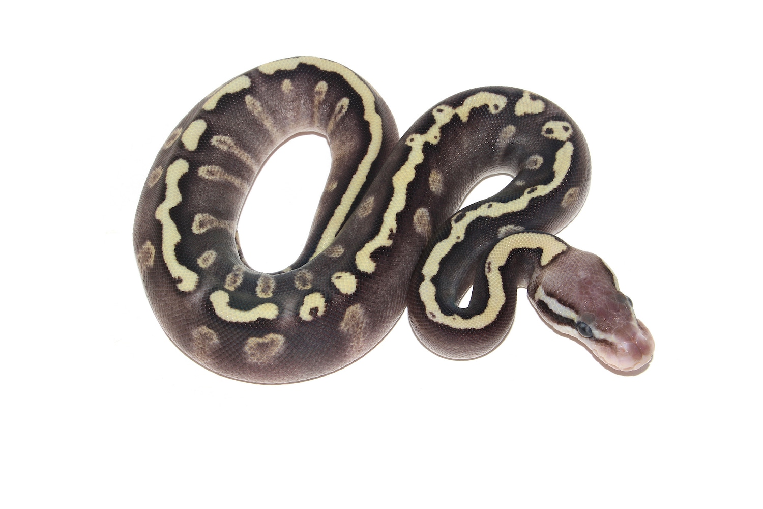 Pastel GHI Mojave Het DG Pied Ball Python by PetroGenetics - MorphMarket