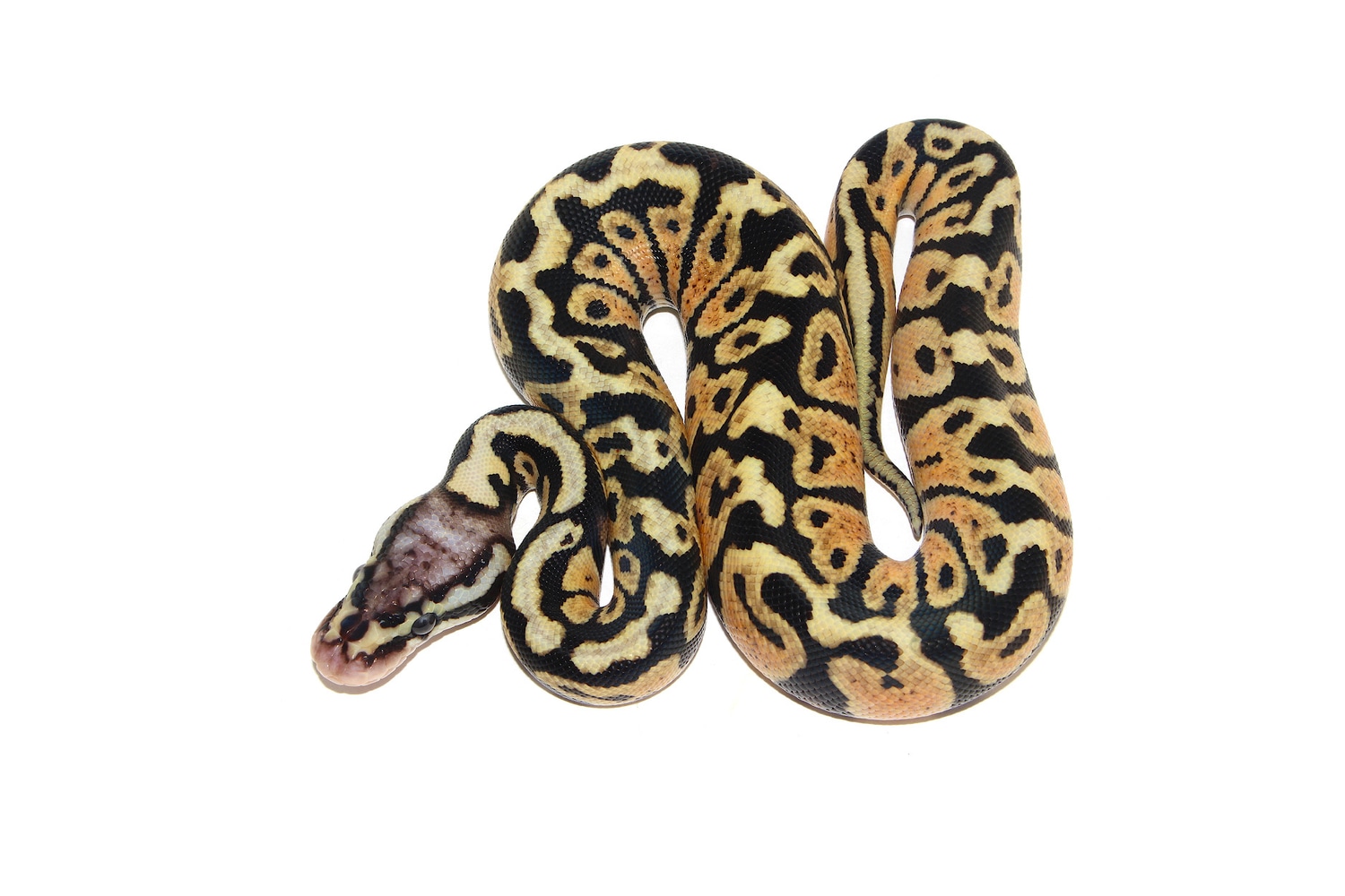 Pastel Spotnose DH Desert Ghost Clown Ball Python by PetroGenetics ...