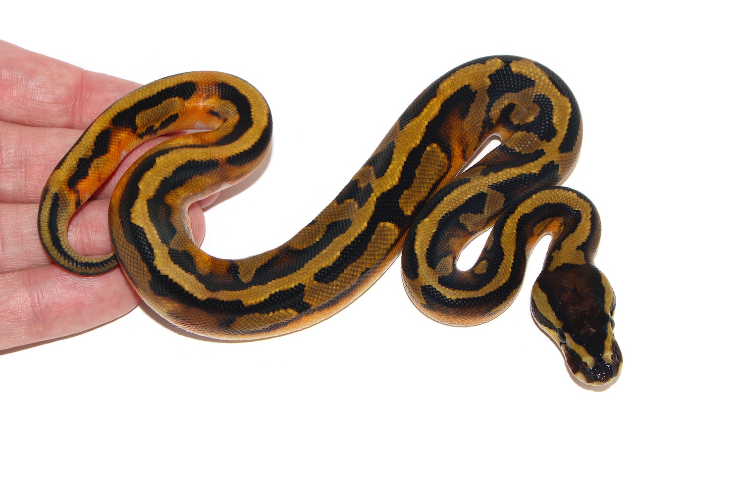 Enchi Pied Ball Python by PetroGenetics - MorphMarket