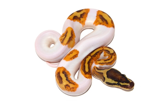 YB Enchi Fire Pied Ball Python by PetroGenetics