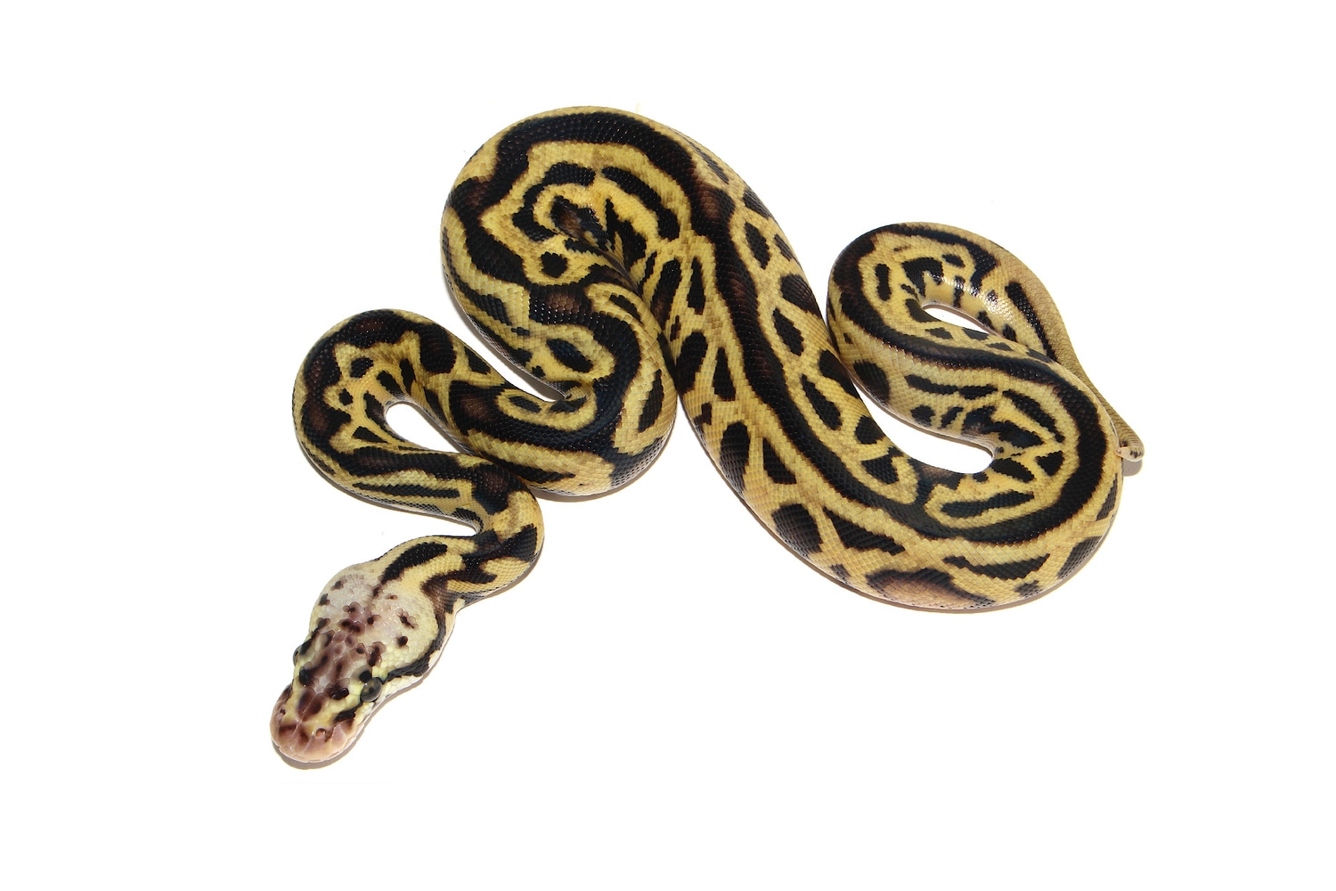 Pastel Leopard Spotnose Het DG Clown Ball Python by PetroGenetics ...