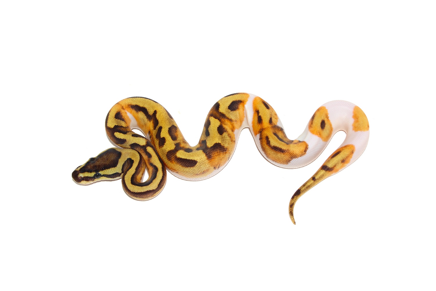Enchi Fire Pied Ball Python by PetroGenetics - MorphMarket