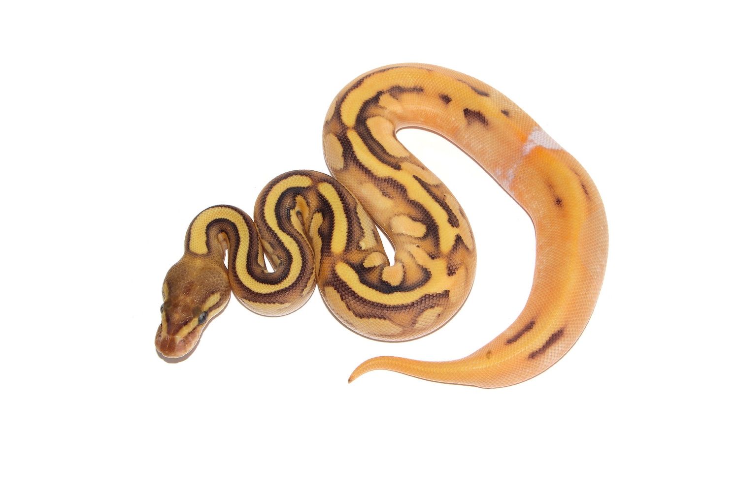 OD Calico Mojave Fire Ball Python by PetroGenetics - MorphMarket
