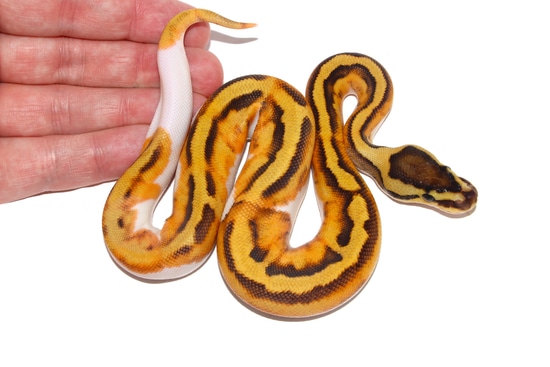 Enchi Fire Pied Ball Python by PetroGenetics