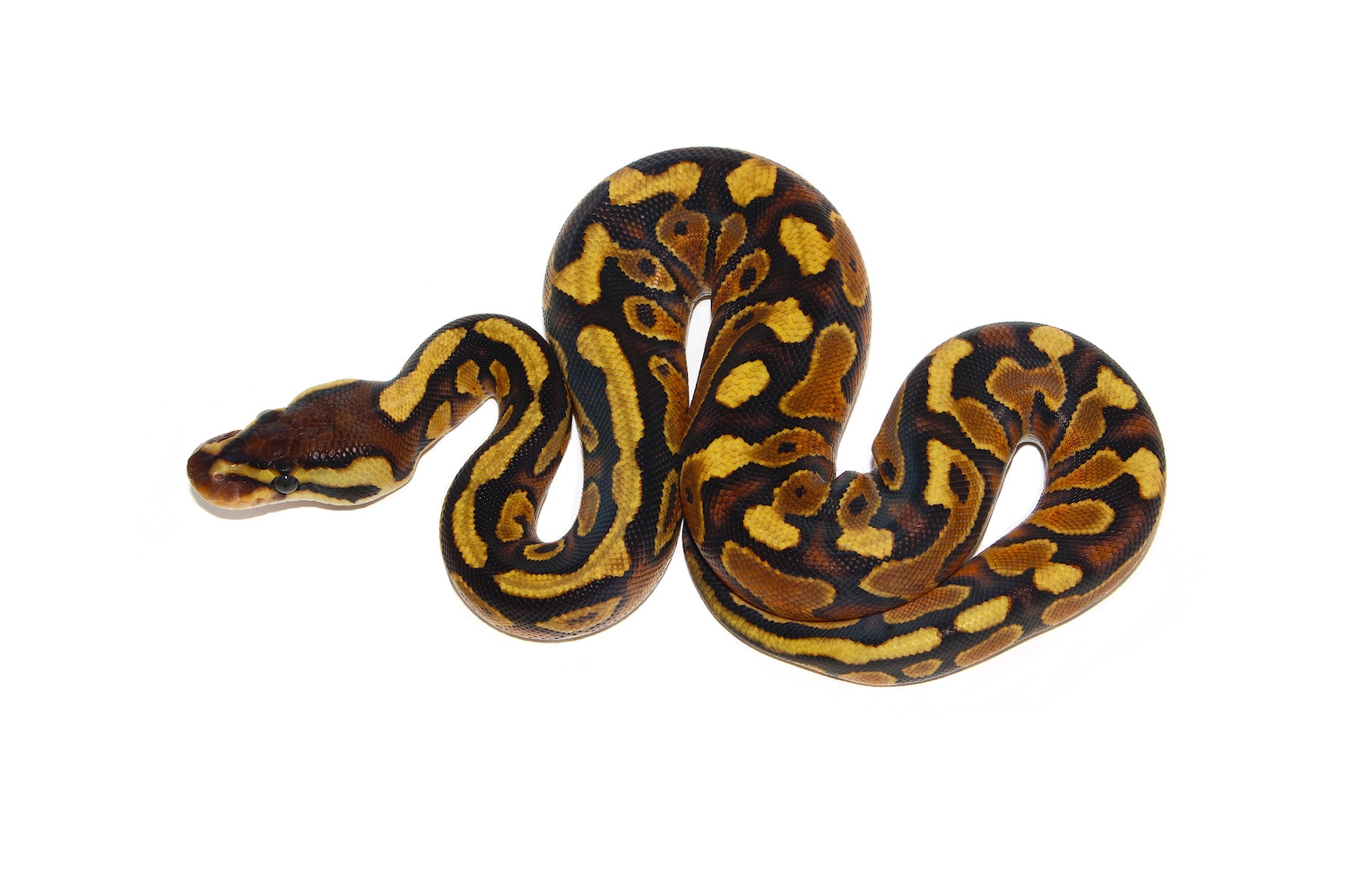 Enchi RS Gravel / YB Het Clown Ball Python by PetroGenetics - MorphMarket