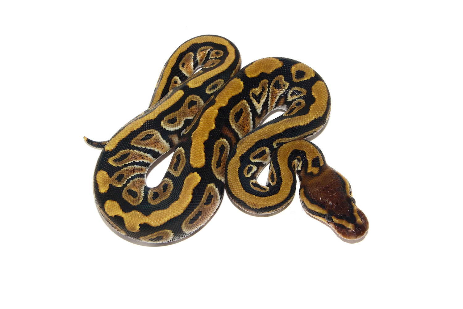 Cypress Het Clown Ball Python by PetroGenetics - MorphMarket