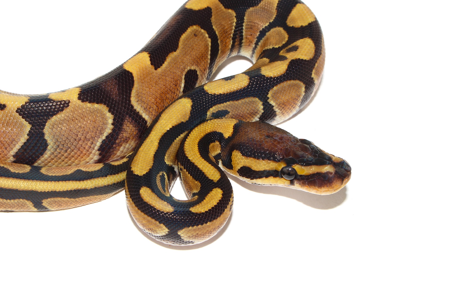 Triple Het Sunset Lavender Pied Ball Python by PetroGenetics - MorphMarket