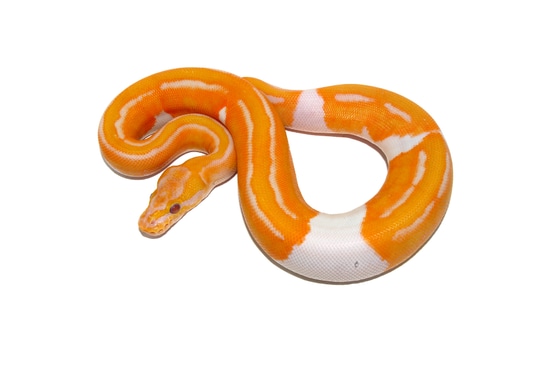 Orange Dream Dreamsicle (Inception) Ball Python by PetroGenetics