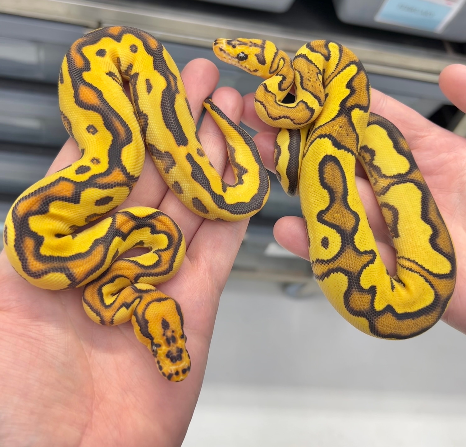 Super ODYB Fire Clown Ball Python by PetroGenetics - MorphMarket