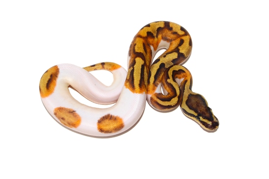 Enchi Fire Pied Ball Python by PetroGenetics