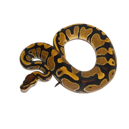 PetroGenetics - MorphMarket