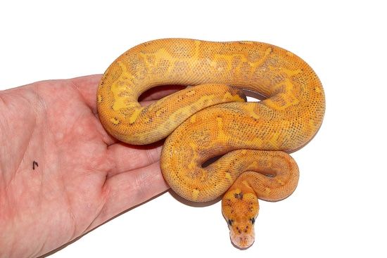 Highway Redstripe (Enchi) Clown Ball Python by PetroGenetics