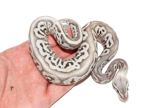 Desert Ghost Black Pewter Leopard YB Ball Python by PetroGenetics