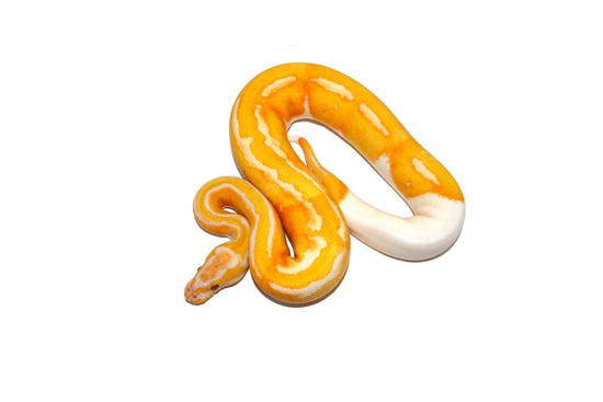 Orange Dream Dreamsicle (Inception) Ball Python by PetroGenetics