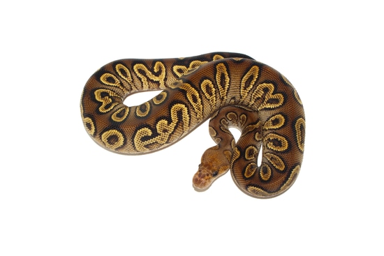 GHI Black Pastel Redstripe Yellowbelly Clown 50% Het Hypo Ball Python ...