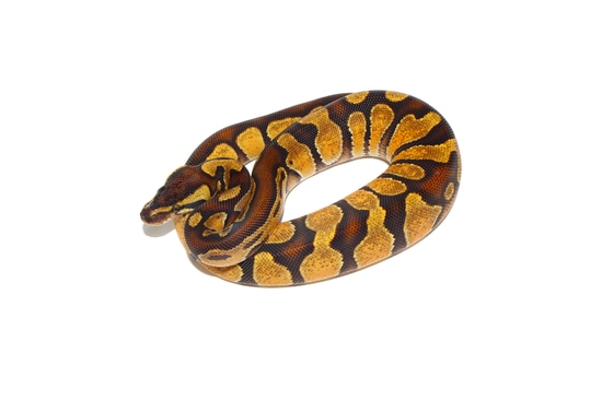 Enchi Het Sunset Ball Python by PetroGenetics