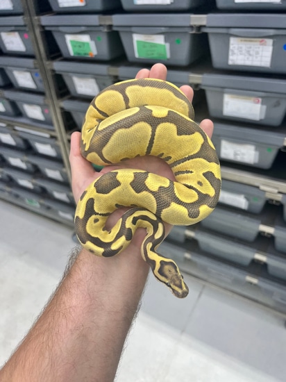 Black Pastel Enchi Leopard DG Ball Python by PetroGenetics