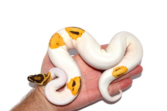 ODYB Fire Pied Ball Python by PetroGenetics