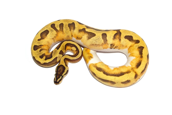 Enchi Fire Pied Ball Python by PetroGenetics