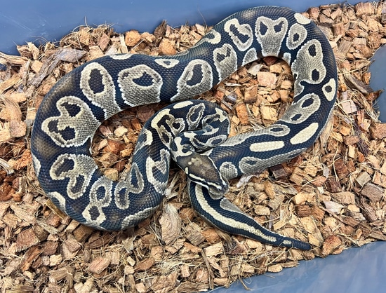 (Adult) Het Sunset Ball Python by PetroGenetics