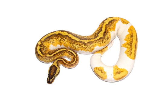 YB Enchi Fire Pied Ball Python by PetroGenetics