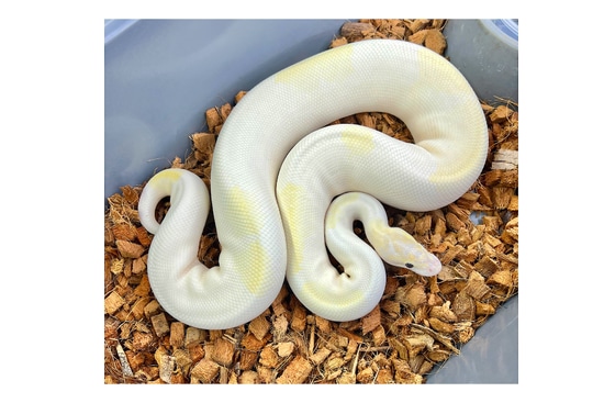 (Adult) Enchi Fire Ivory Pied Ball Python by PetroGenetics