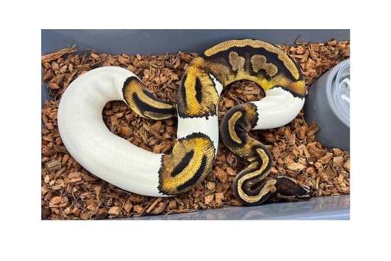 (Adult) Pied Ball Python by PetroGenetics