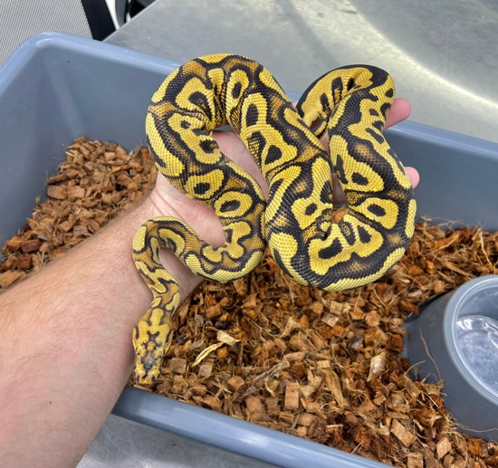 Redstripe Spotnose Yellowbelly Clown Ball Python by PetroGenetics