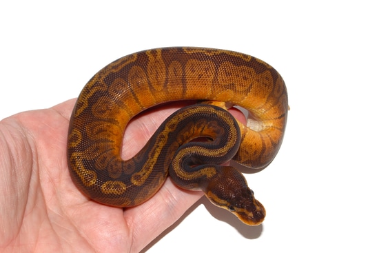 OD Sunset Ball Python by PetroGenetics