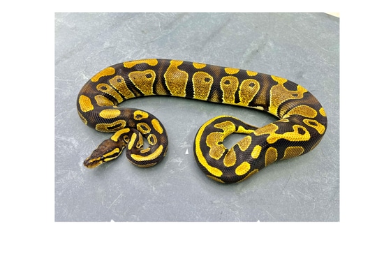 OD DH Sunset Pied Ball Python by PetroGenetics