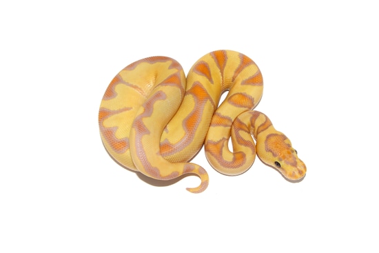 Banana Enchi Fire Clown Ball Python by PetroGenetics